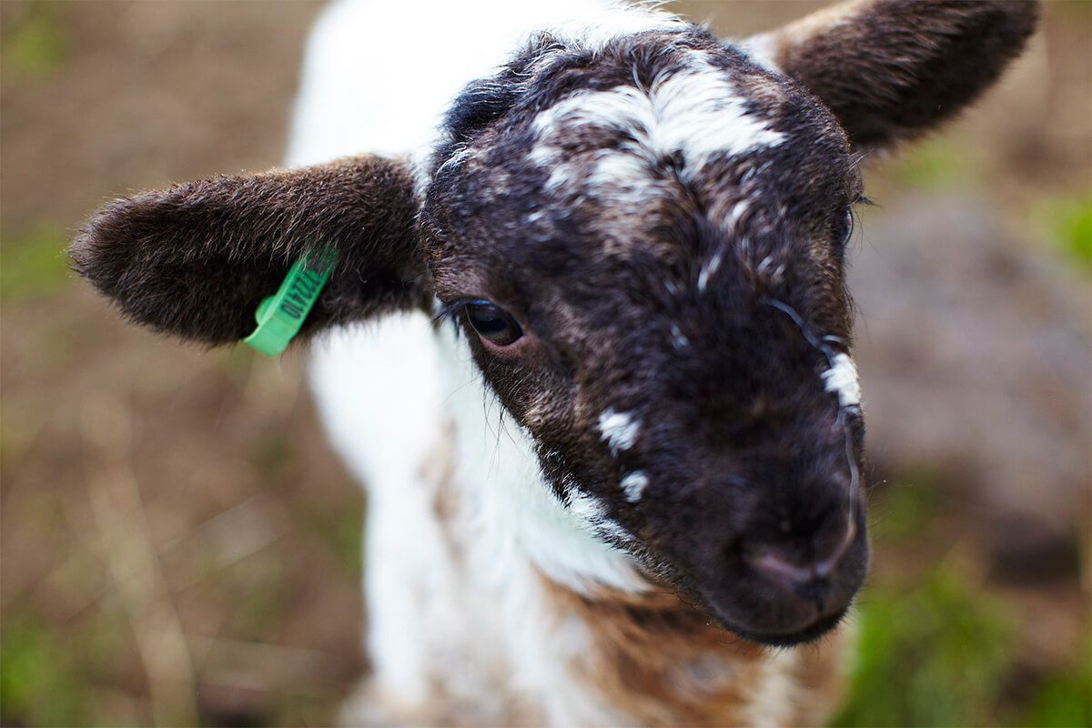 Jamie Oliver | Features | When should we eat lamb?