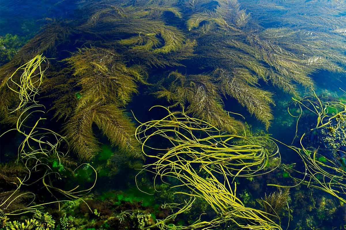 Should we eat more British seaweed? | Feature | Jamie Oliver