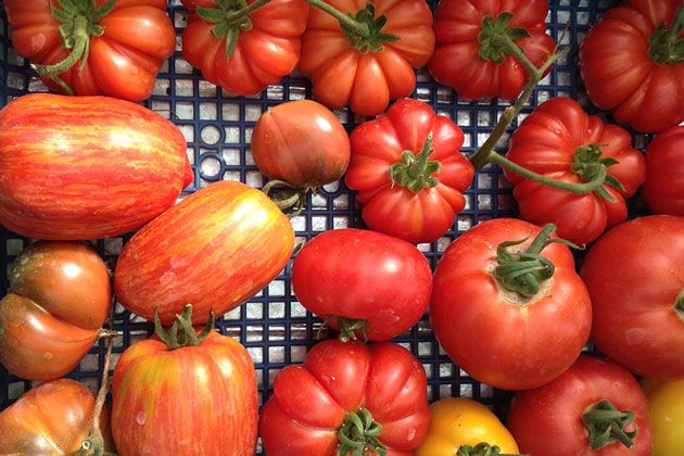 A guide to Italian tomatoes | Features | Jamie Oliver