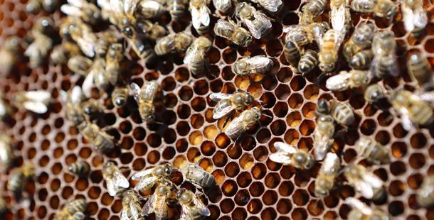 Honey from Malta’s amazing bees | Features | Jamie Oliver