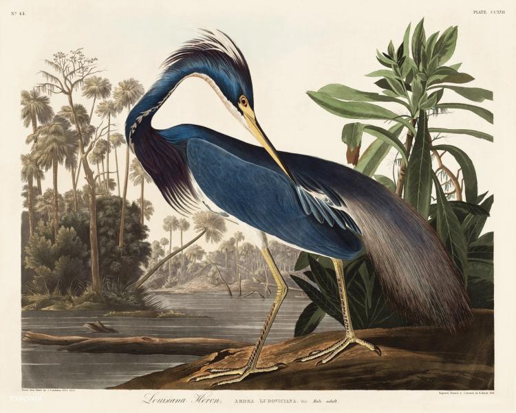 Audubon Society chapter drops John James Audubon’s name due to the ...