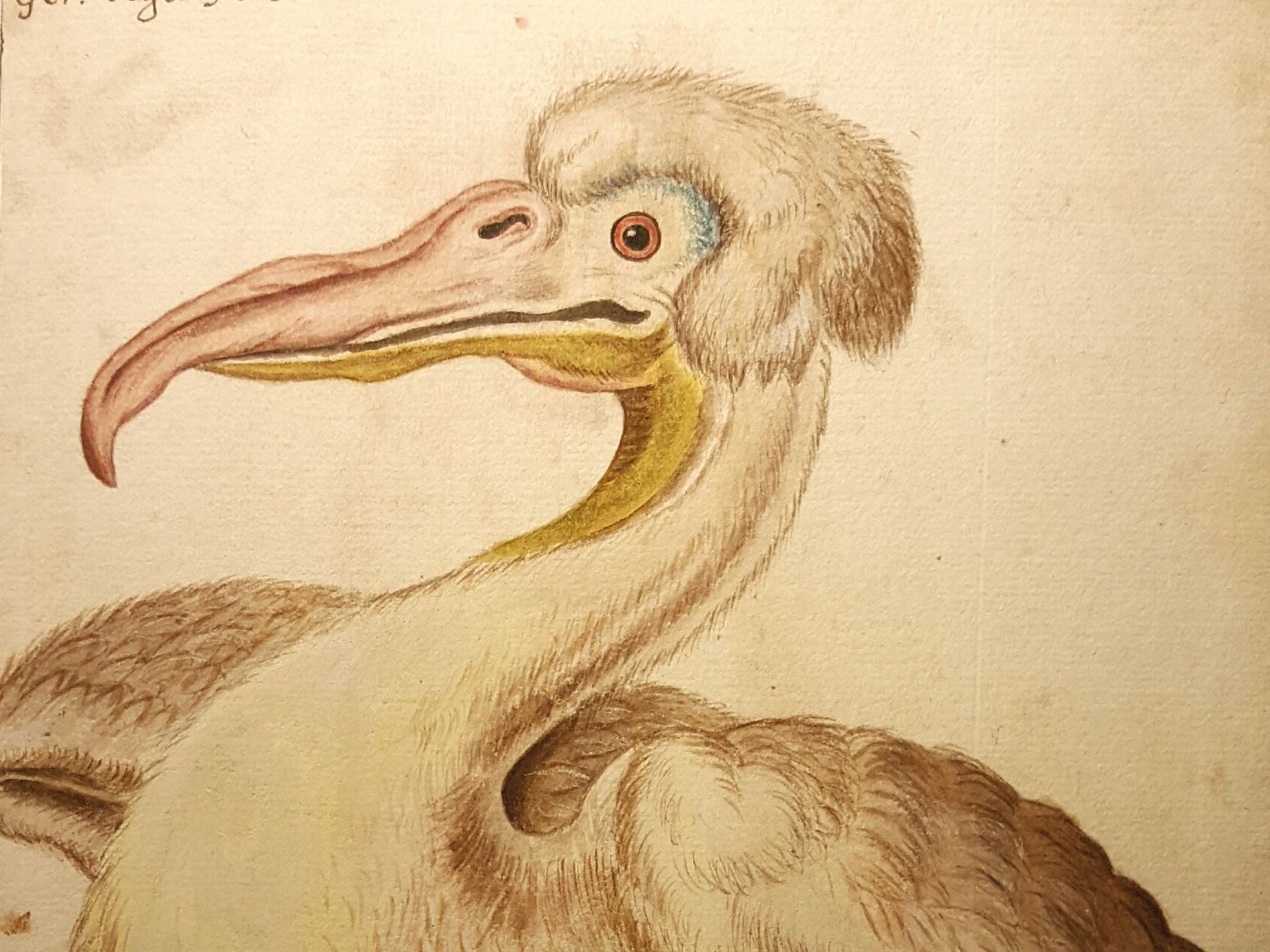 Emperor’s collection of dodos and dragons to go on display at the ...