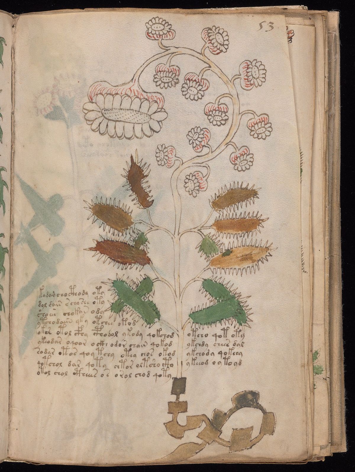 Has Yale’s mysterious Voynich Manuscript finally been deciphered?