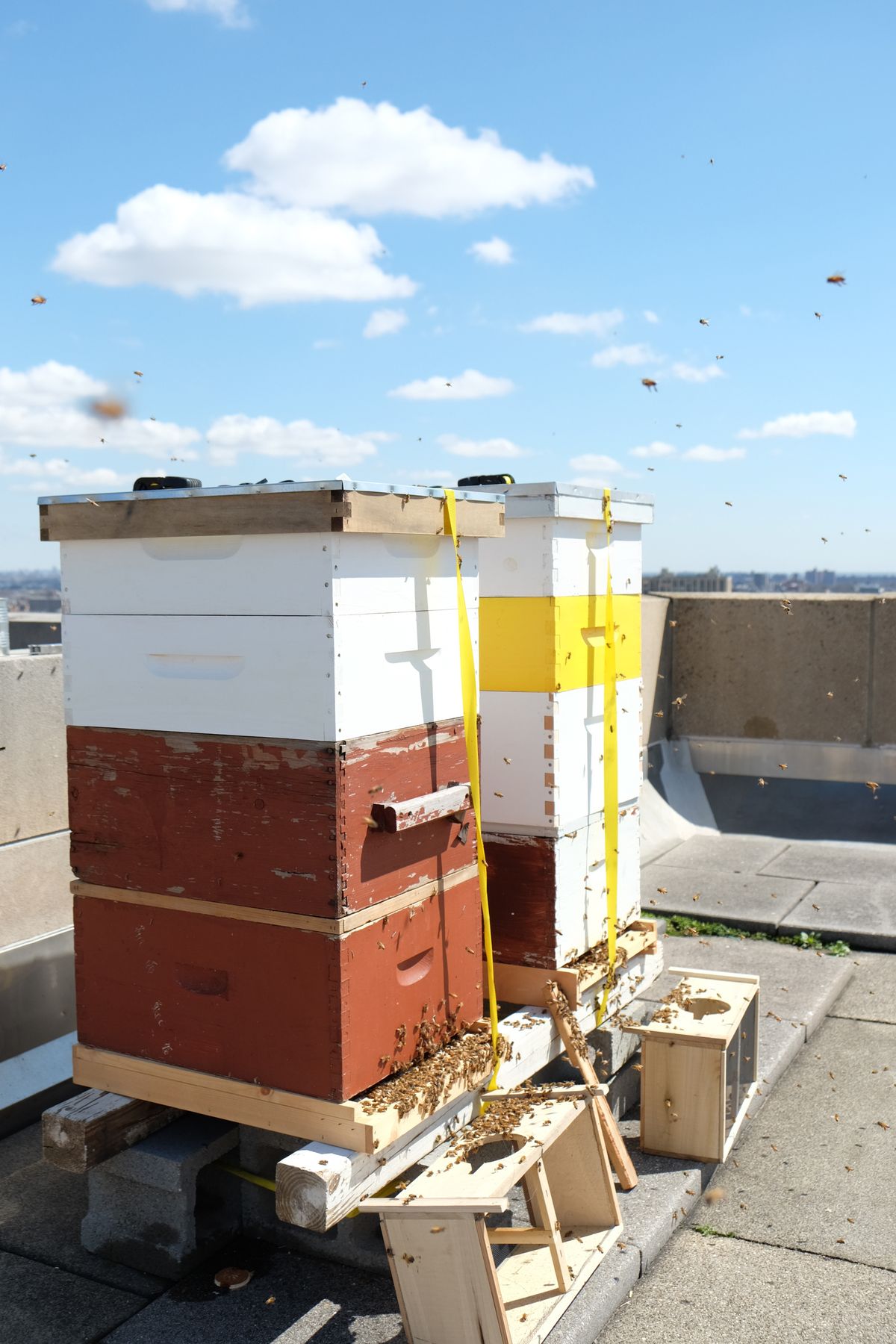 Museum bees pollinate Brooklyn - ProjectHighArt
