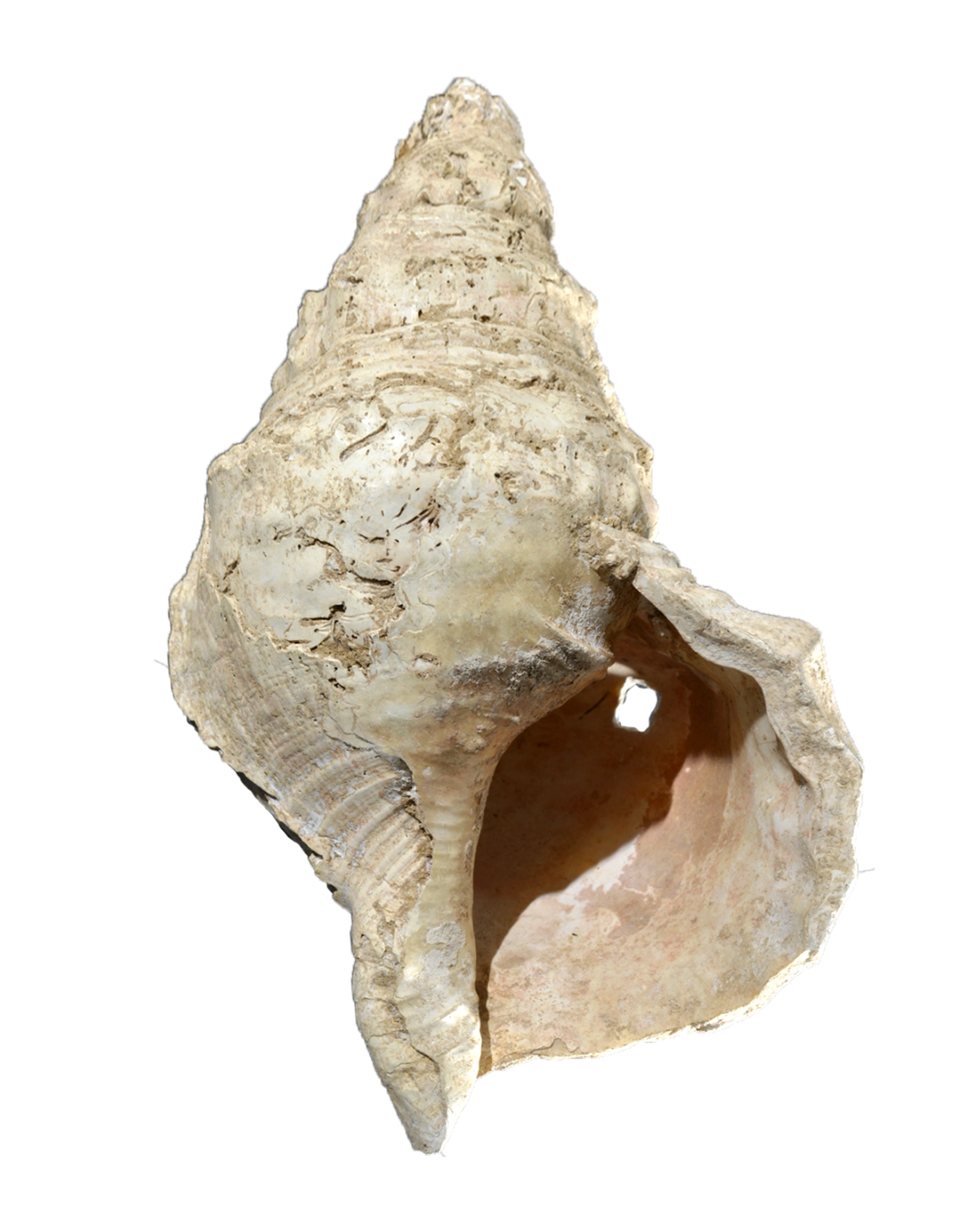 Hear the sound of an ancient conch horn, played again after 18,000 years