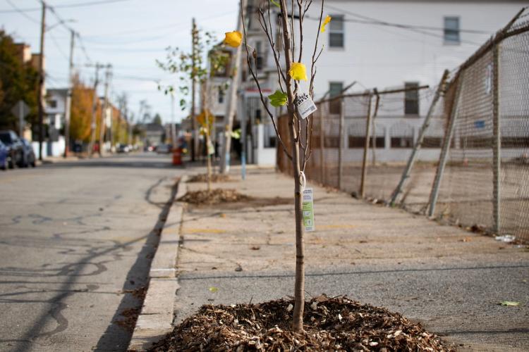Tree-planting project memorialising Black lives lost brings 40,000 ...