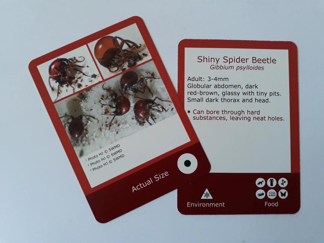 Museum curators battle rise in bug numbers during pandemic with new ...