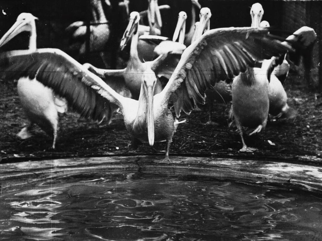 Victorians in pictures: British Film Institute digitises archive of ...