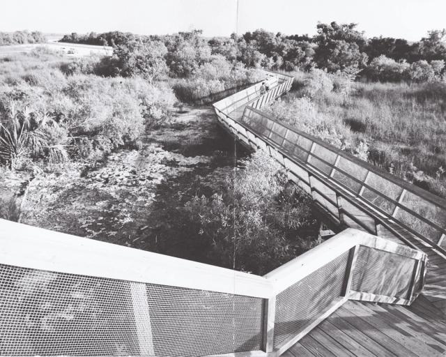 In pictures: journey back in time through the Everglades