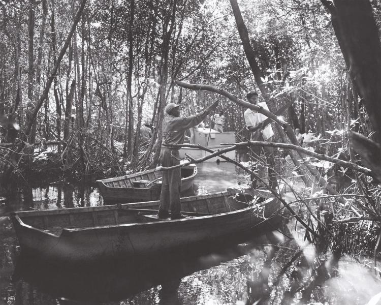 In pictures: journey back in time through the Everglades