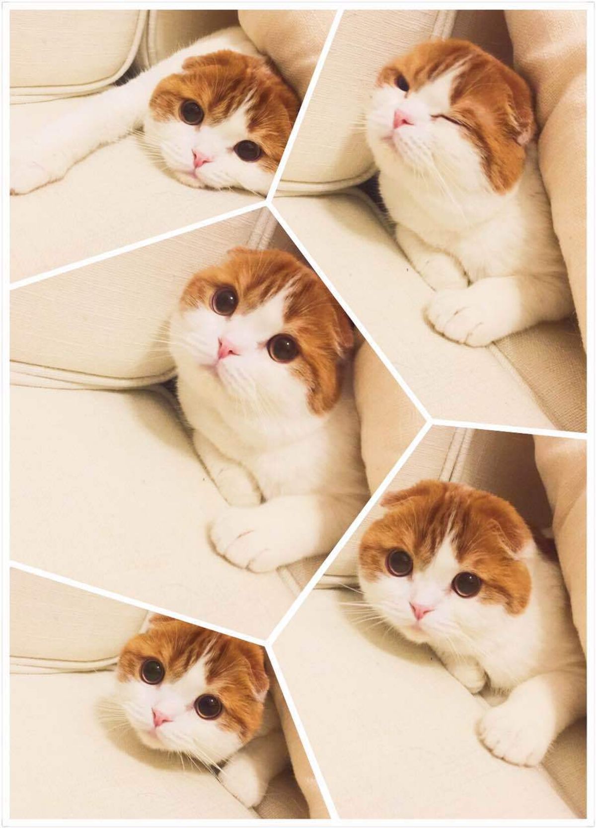 Chinese art world goes fur crazy for cats on WeChat