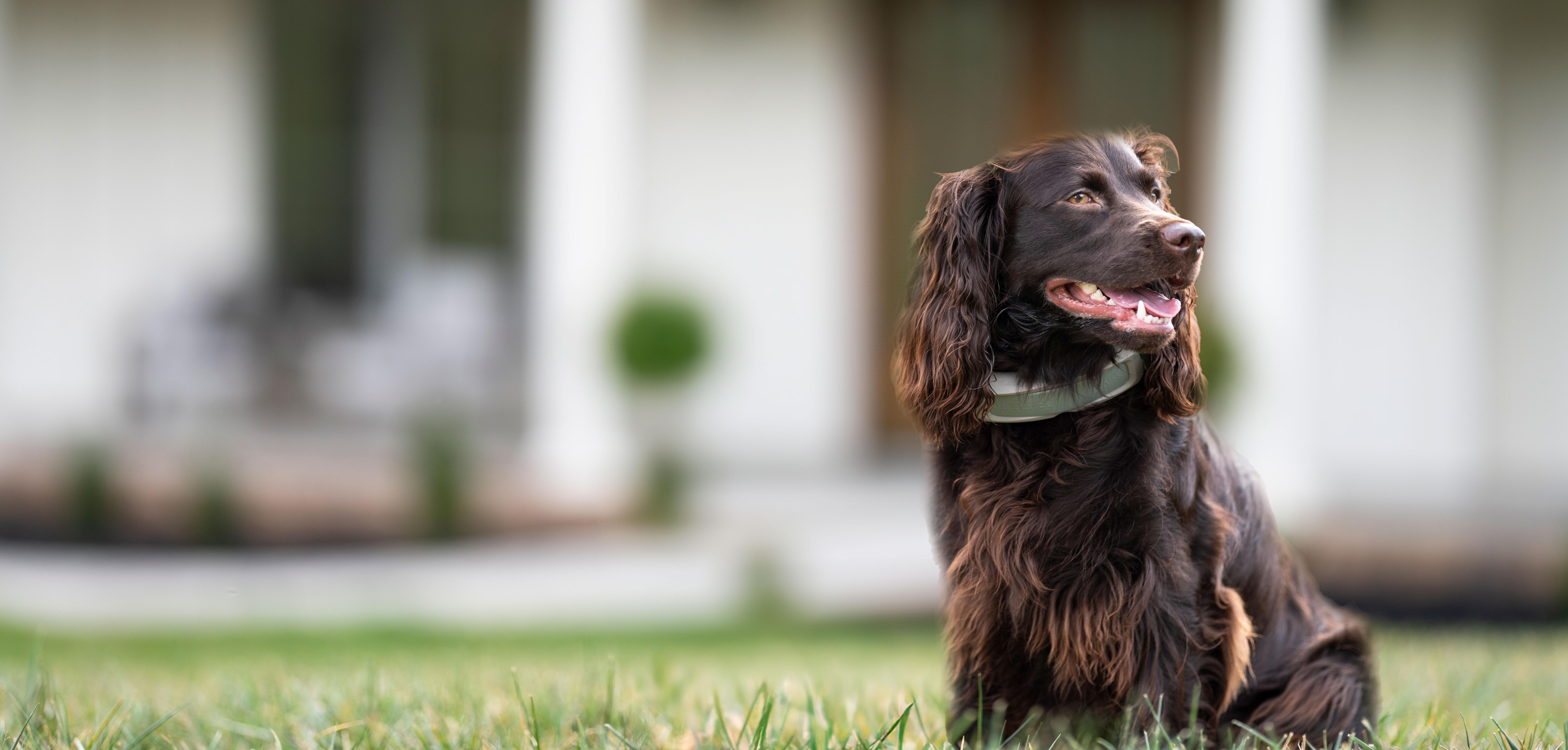 Invisible Fence® GPS Collar: Advanced Pet Tracking & Safety Solutions