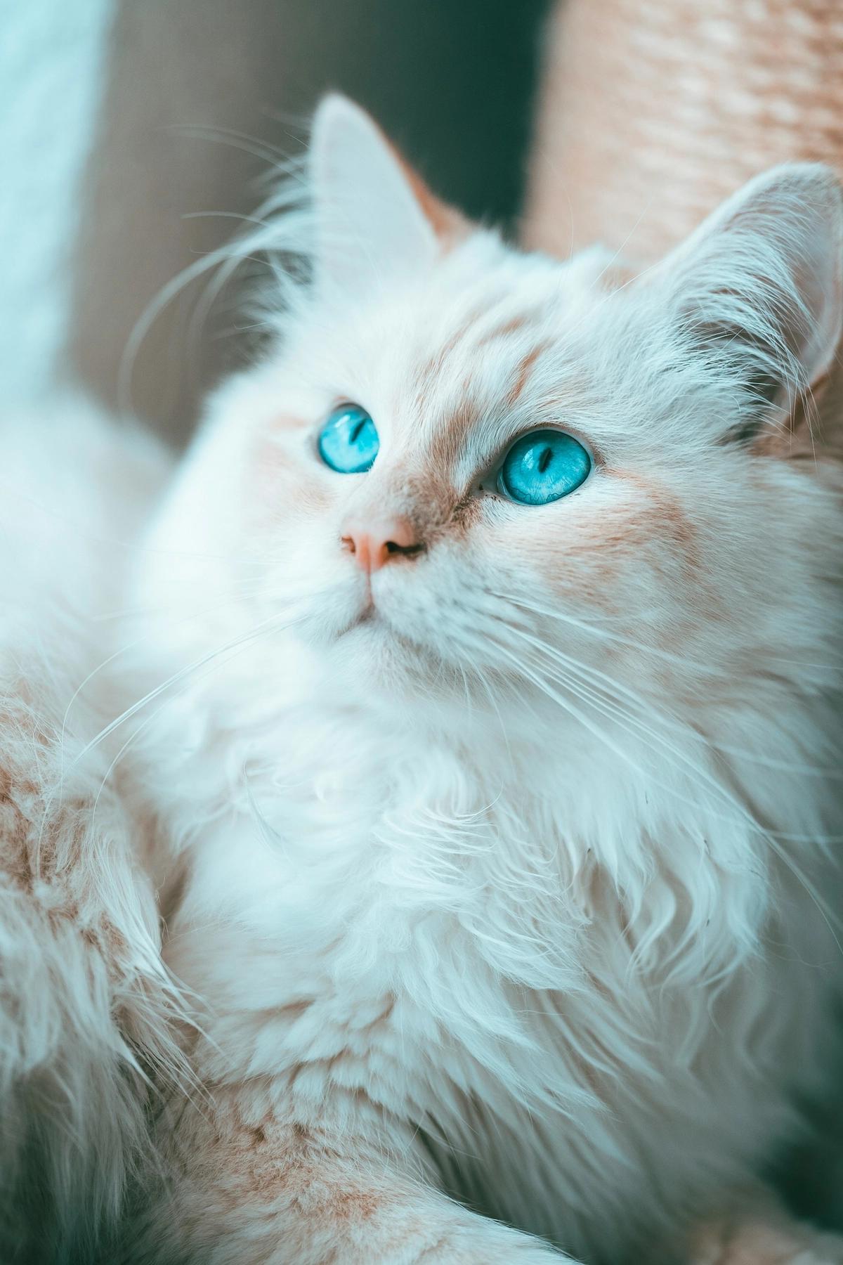 10 Fluffy Cat Breeds That Will Warm Your Heart | PetSafe®
