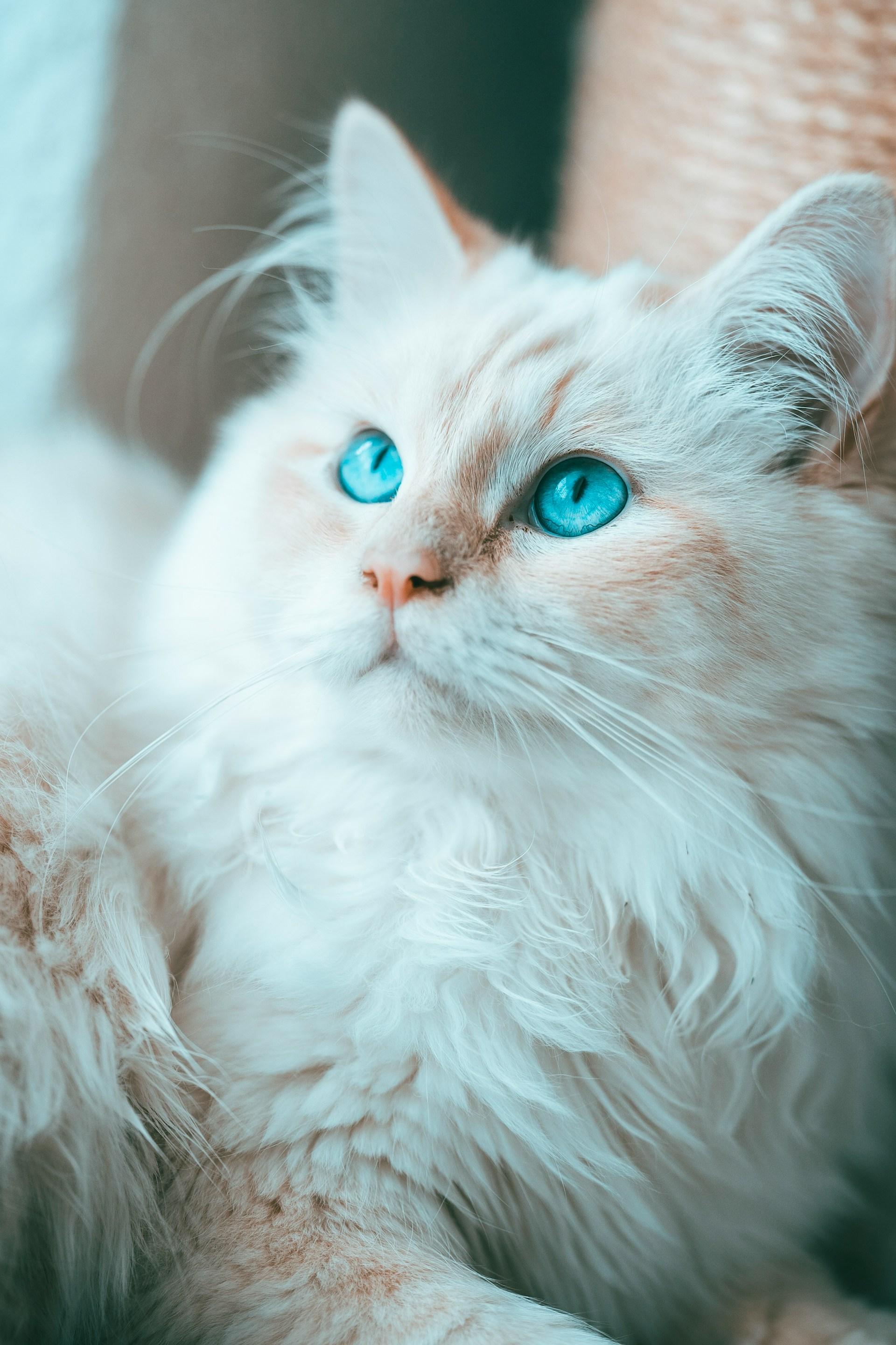 10 Fluffy Cat Breeds That Will Warm Your Heart | PetSafe®