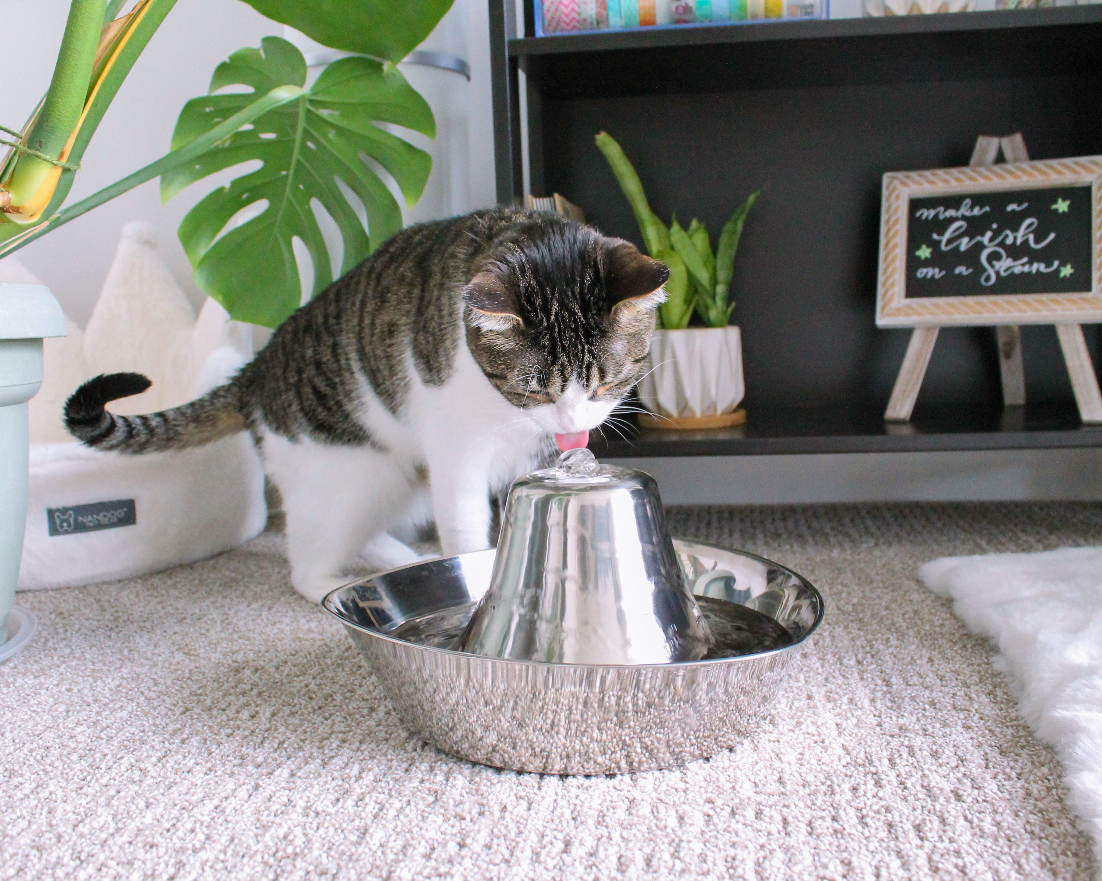 Automatic Cat Feeders & Dispensers | PetSafe®