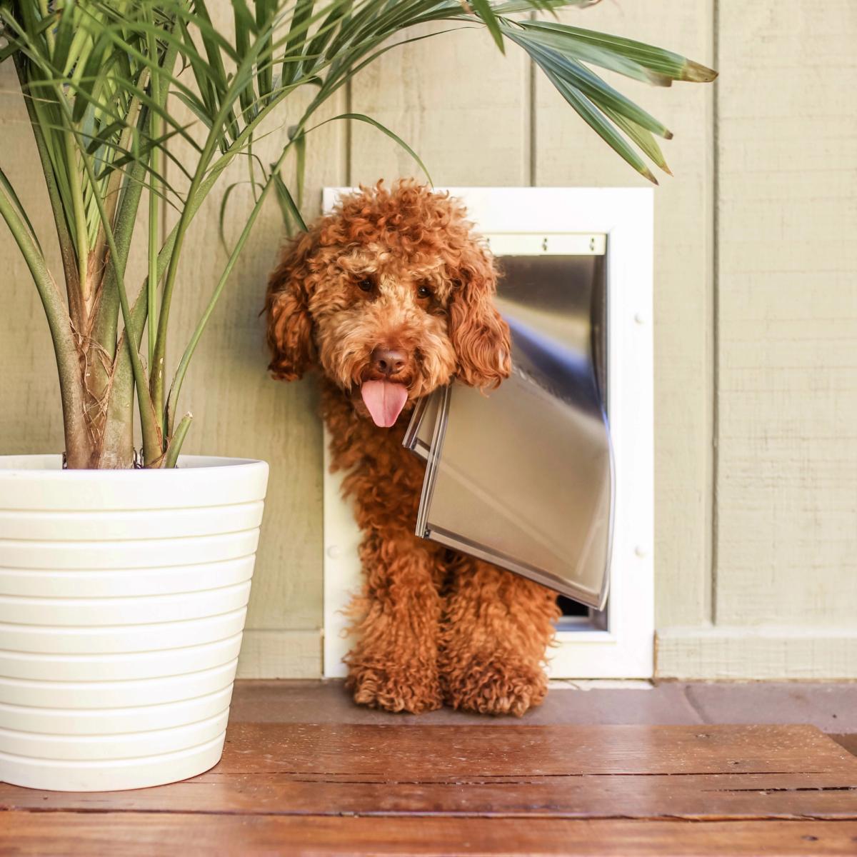 Dog Doors for Walls | PetSafe®