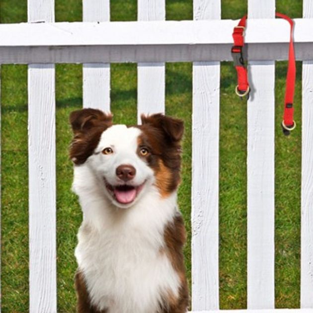 Safety Tactics for Proper Pet Restraint | PetSafe®