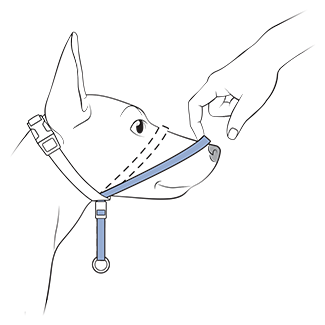 How to Properly Fit the PetSafe® Gentle Leader® on My Dog