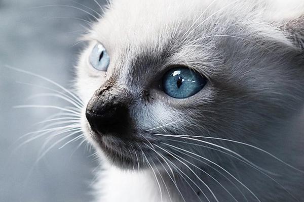 20 White Cat Breeds: The Ultimate Guide | PetSafe®