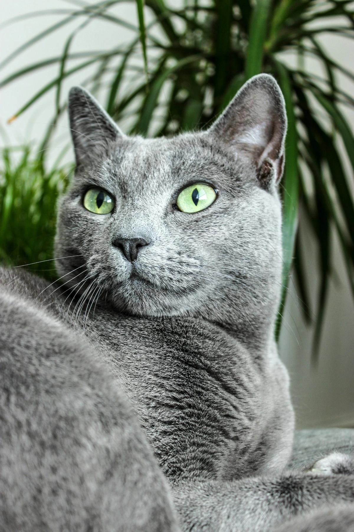 10 Gray Cat Breeds Every Pet Parent Should Know | PetSafe®