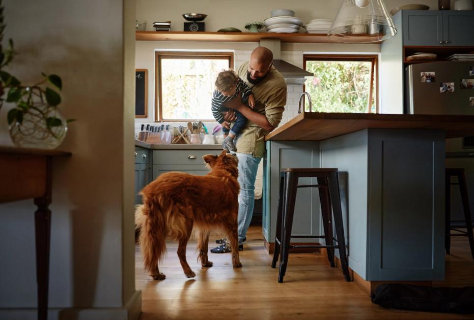 Counter Surfing Dog? How to Stop the Behavior Safely & Effectively
