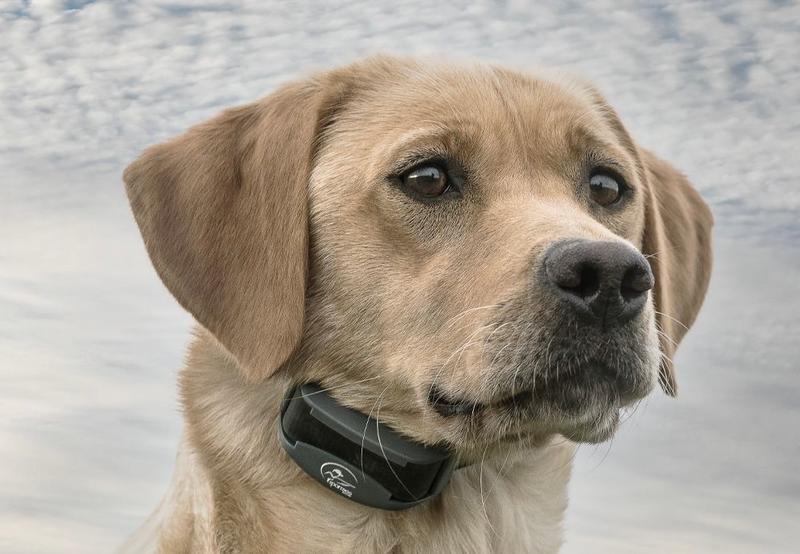 SportDOG® Training Gear | E-Collars, Bark Collars, Containment, & Tracking