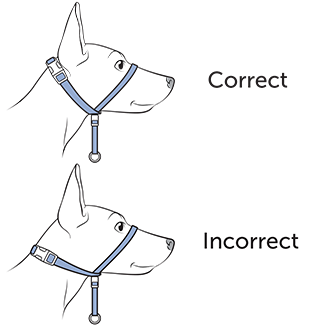 How to Properly Fit the PetSafe® Gentle Leader® on My Dog