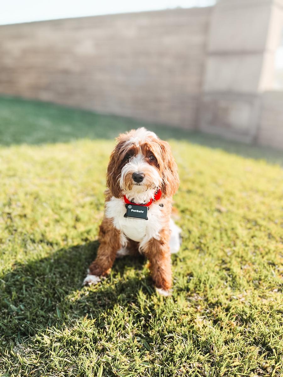 In-Ground Dog Fences | PetSafe®
