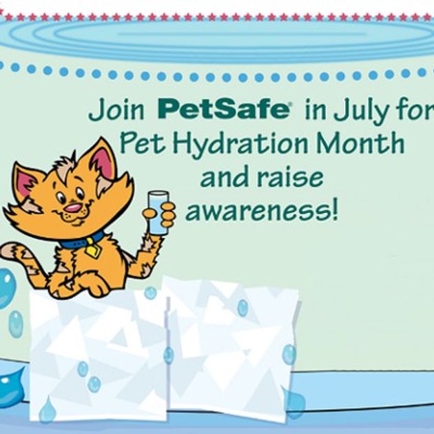 Pet Hydration Awareness Month, Why Now? | PetSafe®