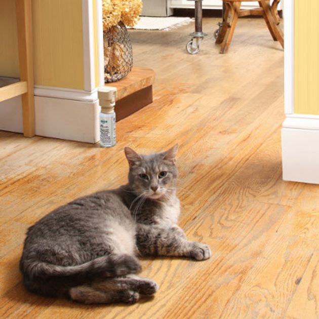 How to Set Off-Limits Areas for Pets | PetSafe®