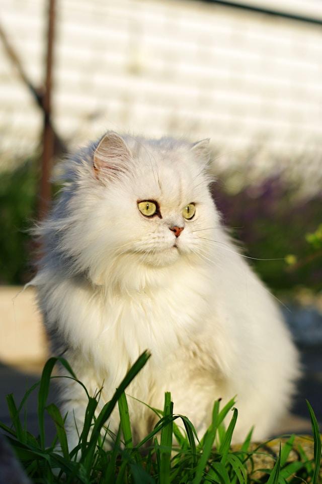10 Fluffy Cat Breeds That Will Warm Your Heart | PetSafe®