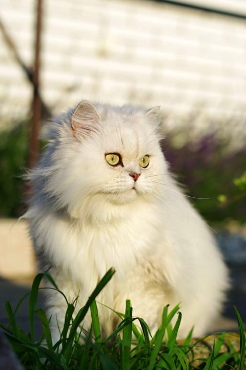 20 White Cat Breeds: The Ultimate Guide | PetSafe®