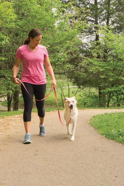 How to Fit a Gentle Leader® Headcollar | PetSafe®