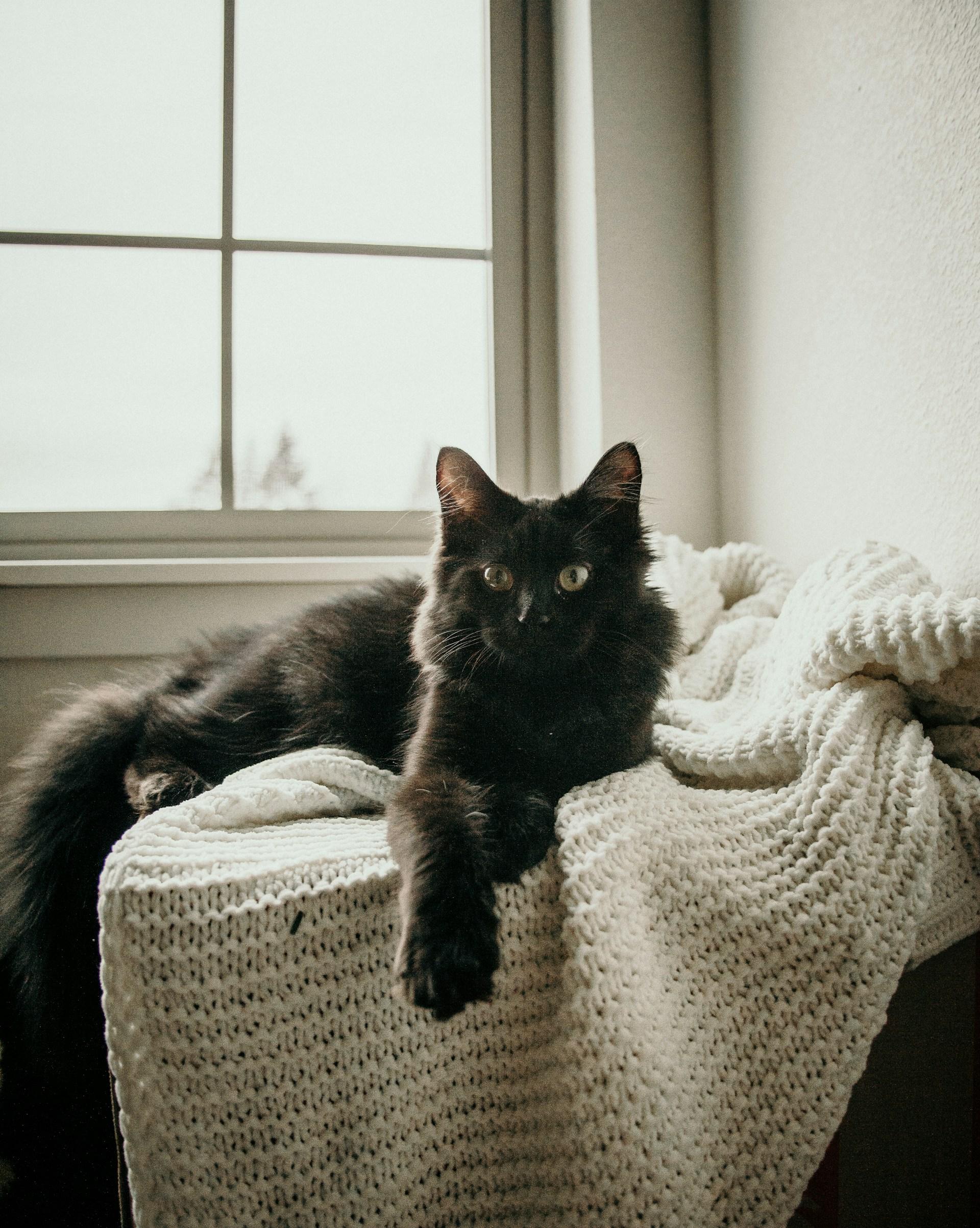 15 Black Cat Breeds Perfect for Any Home | PetSafe®