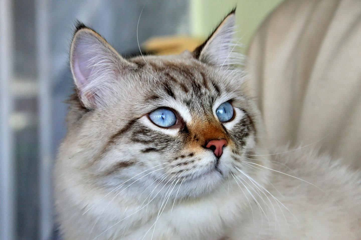 Top 10 Large Cat Breeds Every Pet Parent Should Know | PetSafe®