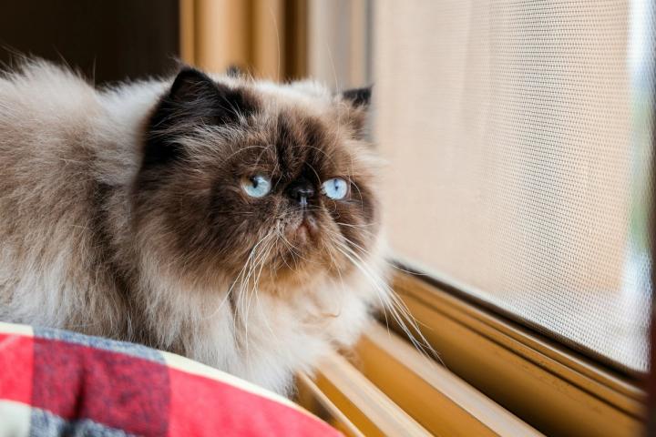 10 Fluffy Cat Breeds That Will Warm Your Heart | PetSafe®