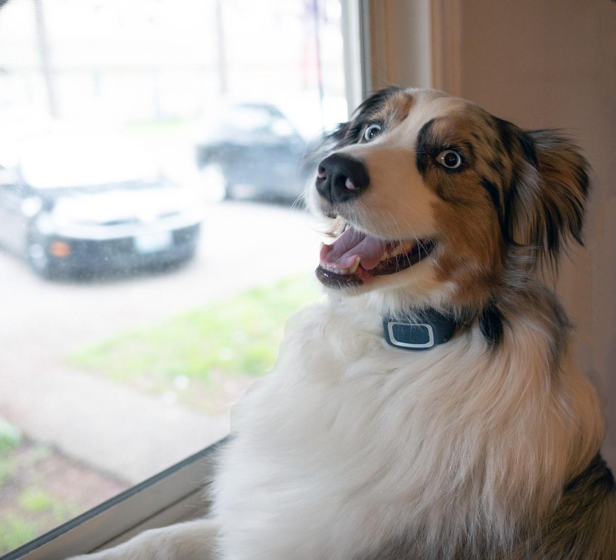 Bark Collars for Dogs (Satisfaction Guaranteed)