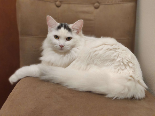 20 White Cat Breeds: The Ultimate Guide | PetSafe®