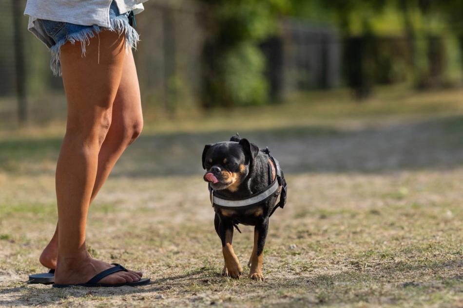 City of Passaic Announces Grand Opening of PetSafe® Dog Park