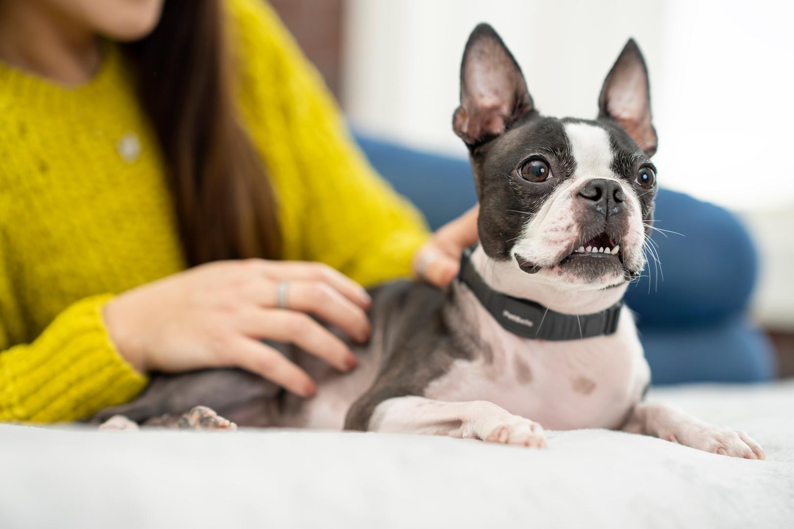 About Us | PetSafe® | Safe Pets, Happy Owners - Since 1991