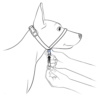 How to Properly Fit the PetSafe® Gentle Leader® on My Dog