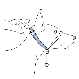 How to Properly Fit the PetSafe® Gentle Leader® on My Dog