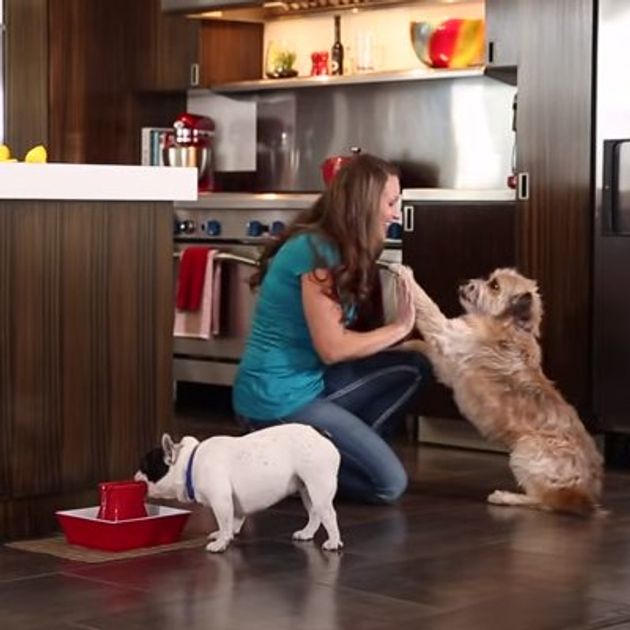 Lights, Camera, Action! Behind the Scenes of a Doggy Photo Shoot | PetSafe®