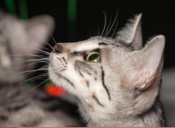 10 Gray Cat Breeds Every Pet Parent Should Know | PetSafe®