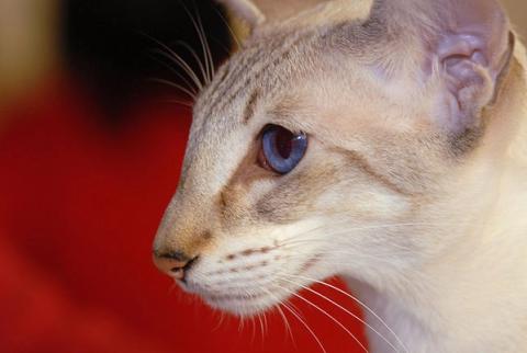 20 White Cat Breeds: The Ultimate Guide | PetSafe®