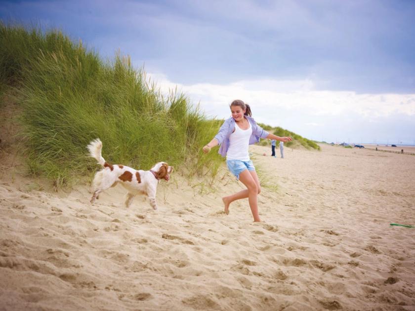 Tips for Planning Dog-Friendly Spring Break Travel | PetSafe®