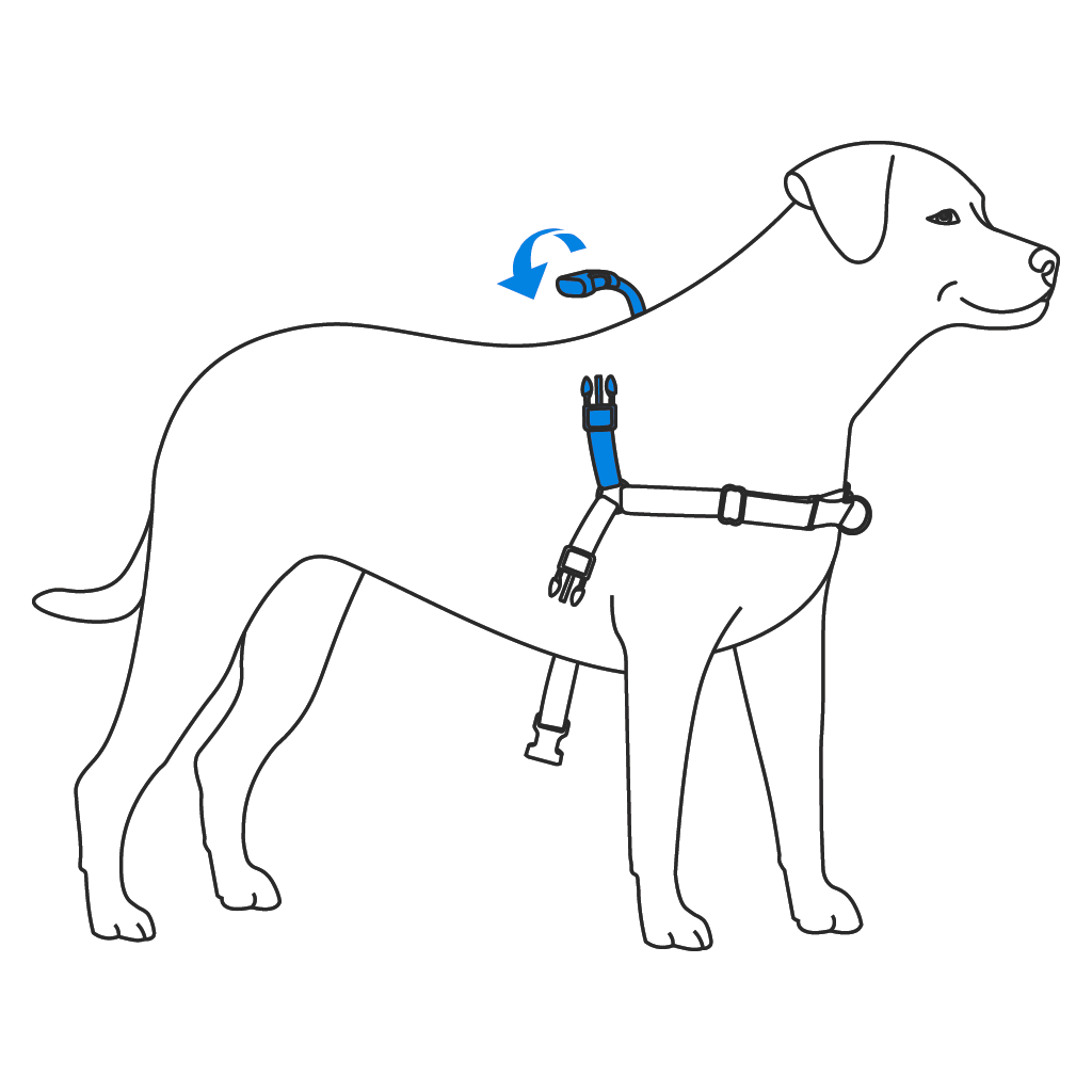 How to Adjust the Easy Walk® Harness for the Best Fit