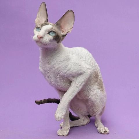 20 White Cat Breeds: The Ultimate Guide | PetSafe®