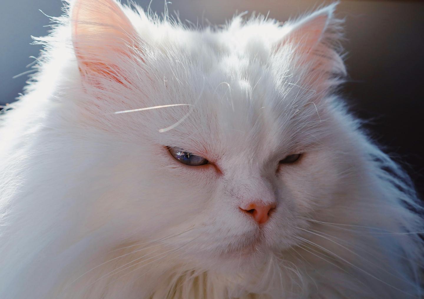20 White Cat Breeds: The Ultimate Guide | PetSafe®