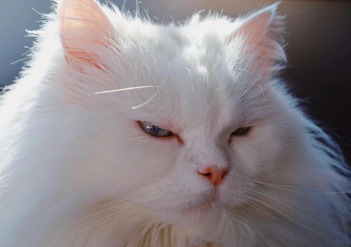 20 White Cat Breeds: The Ultimate Guide | PetSafe®